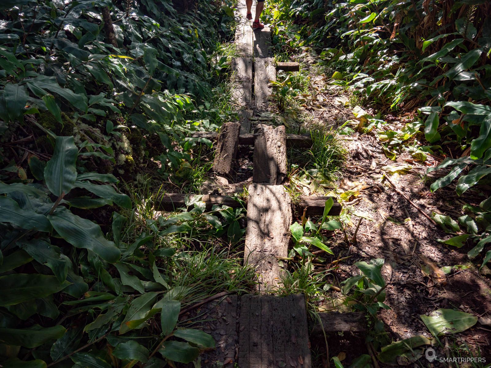 Alakai Swamp Trail: hiking to one of the wettest areas in the world ...