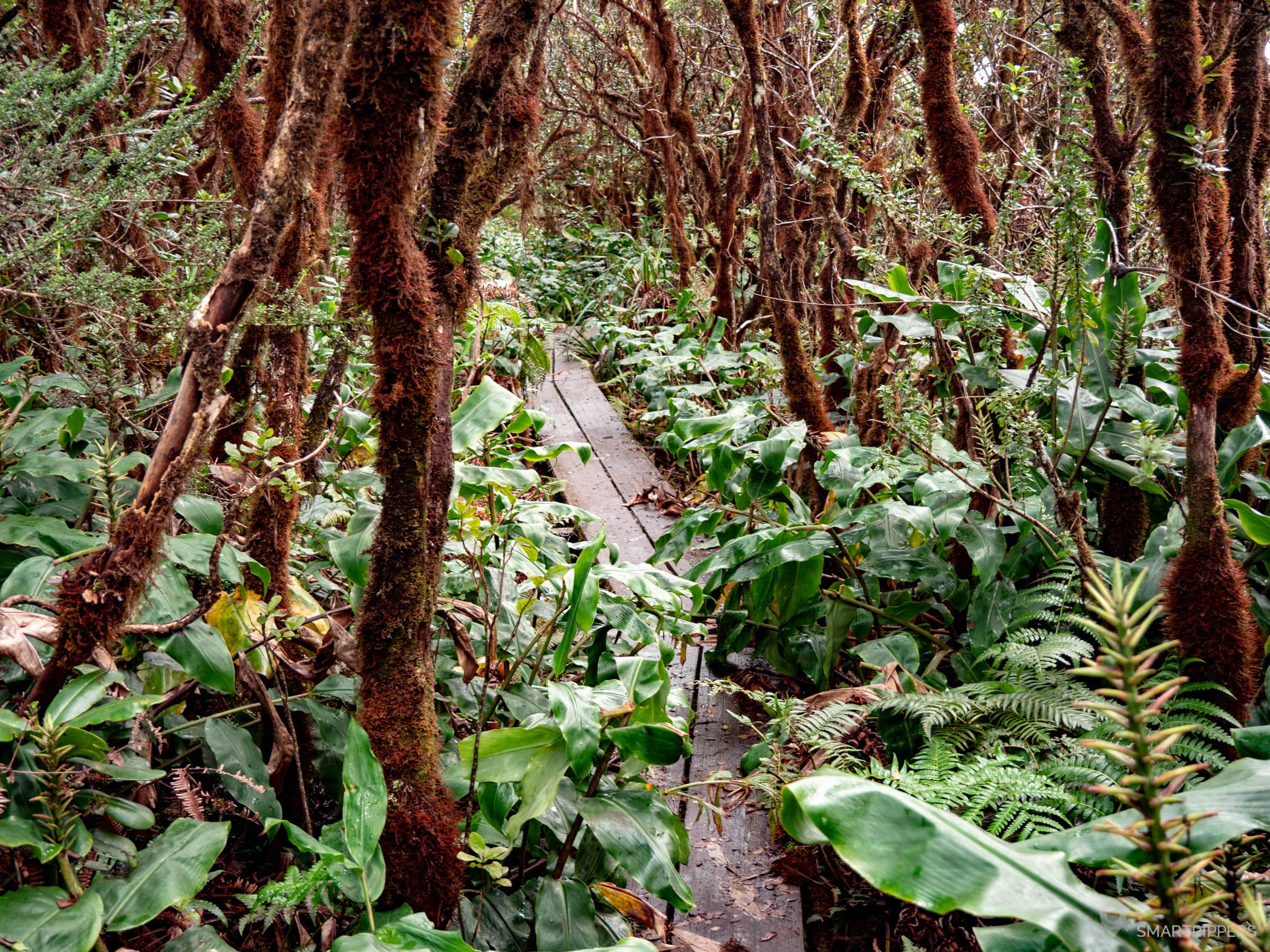 Alakai Swamp Trail: hiking to one of the wettest areas in the world ...
