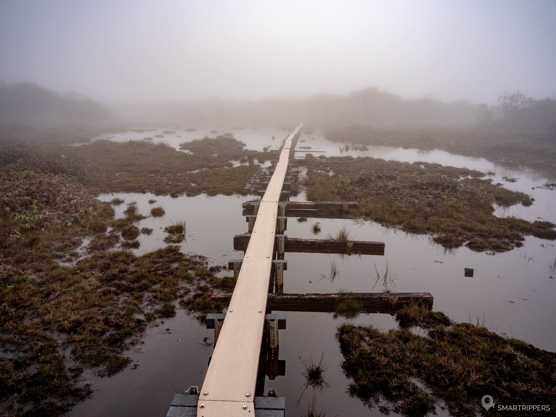 Alakai Swamp Trail: hiking to one of the wettest areas in the world ...